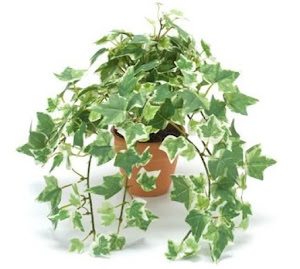 Las 7 mejores plantas de interior | Plantas