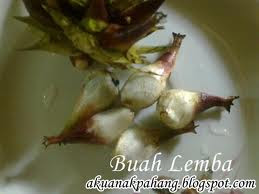 INFO BUAH LEMBA | AKU ANAK PAHANG