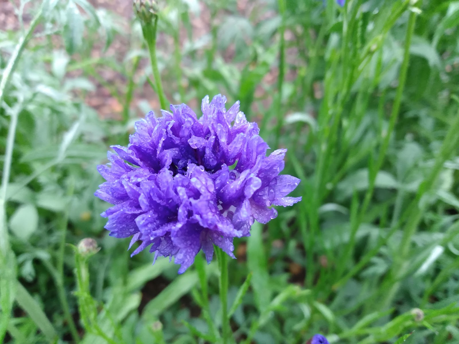 The flower patch in early June - Sophie in the Sticks