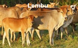 Anim Agro Technology: LEMBU - BAKA DI MALAYSIA