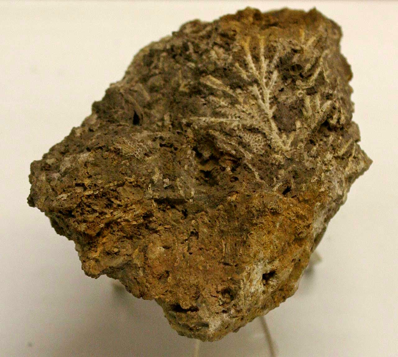 Louisville Fossils and Beyond: Acanthocladia Bryozoan Fossil