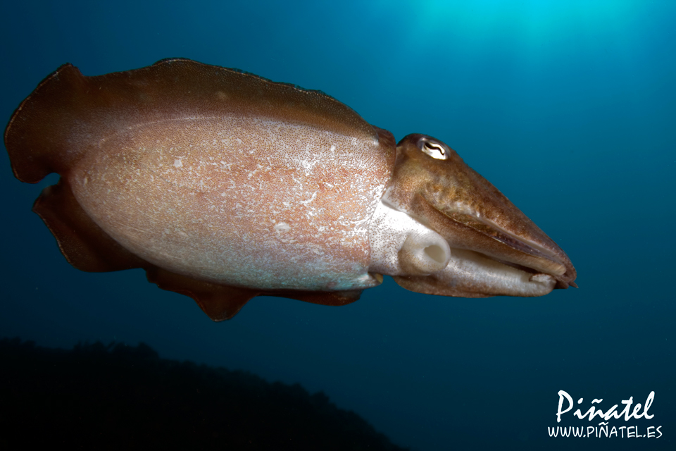 Fotosub apnea, Fotografía submarina en apnea de Piñatel. Underwater ...