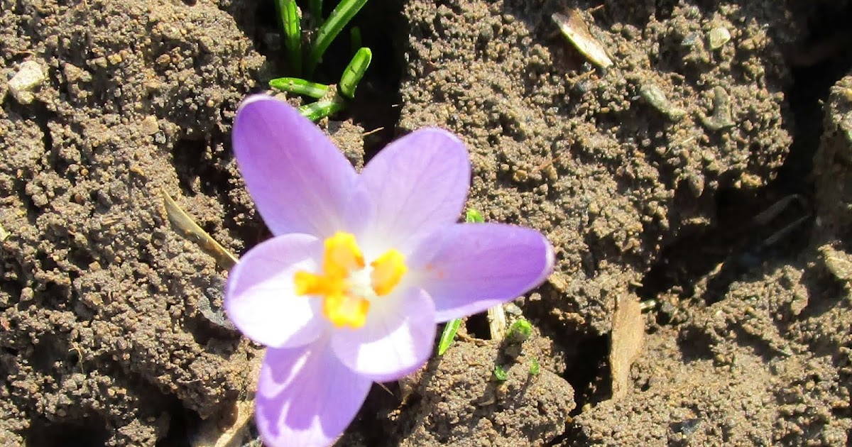 Garden Fancy: Late March hopes