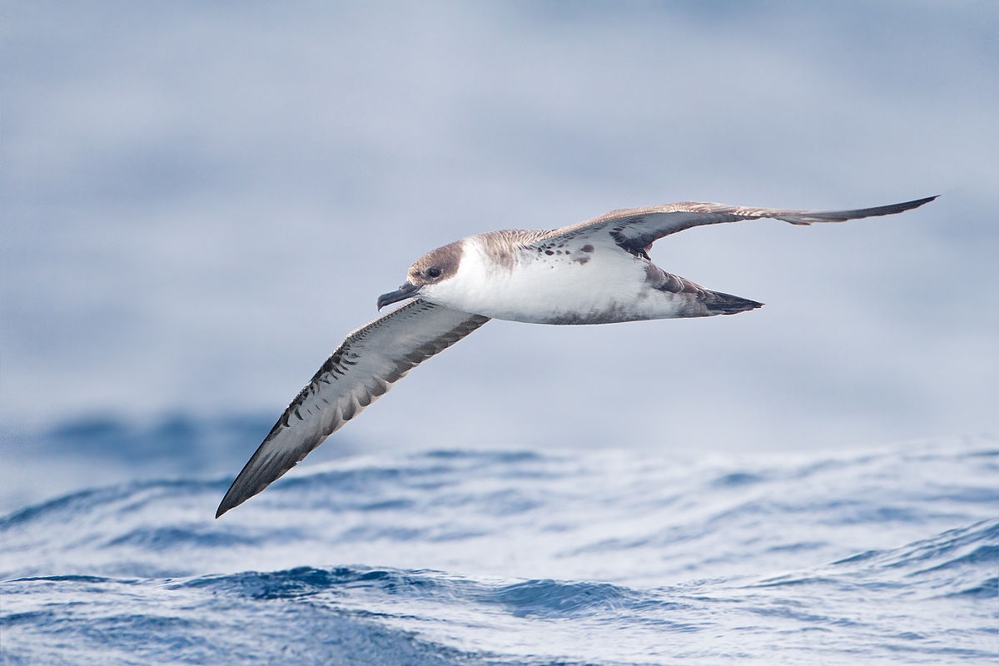 GREAT SHEARWATER