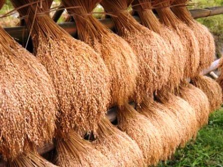 Cahaya Angkasa: Setangkai Padi