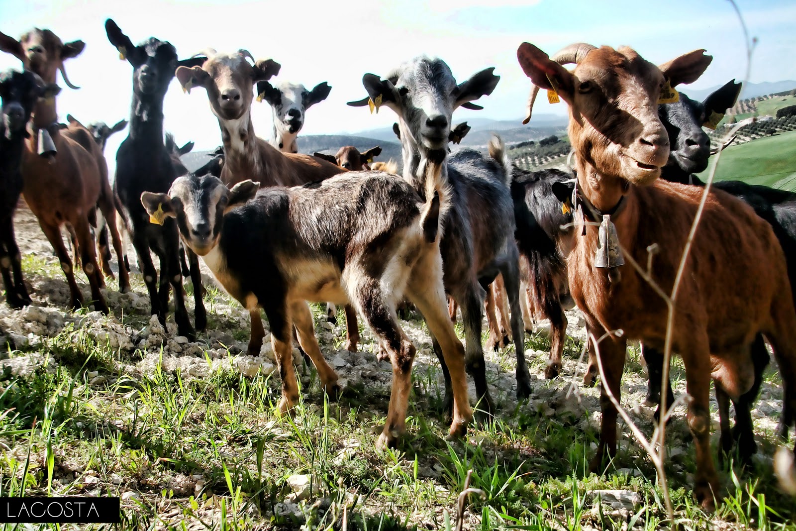 LACOSTA PRODUCCIONES: CABRAS CURIOSAS