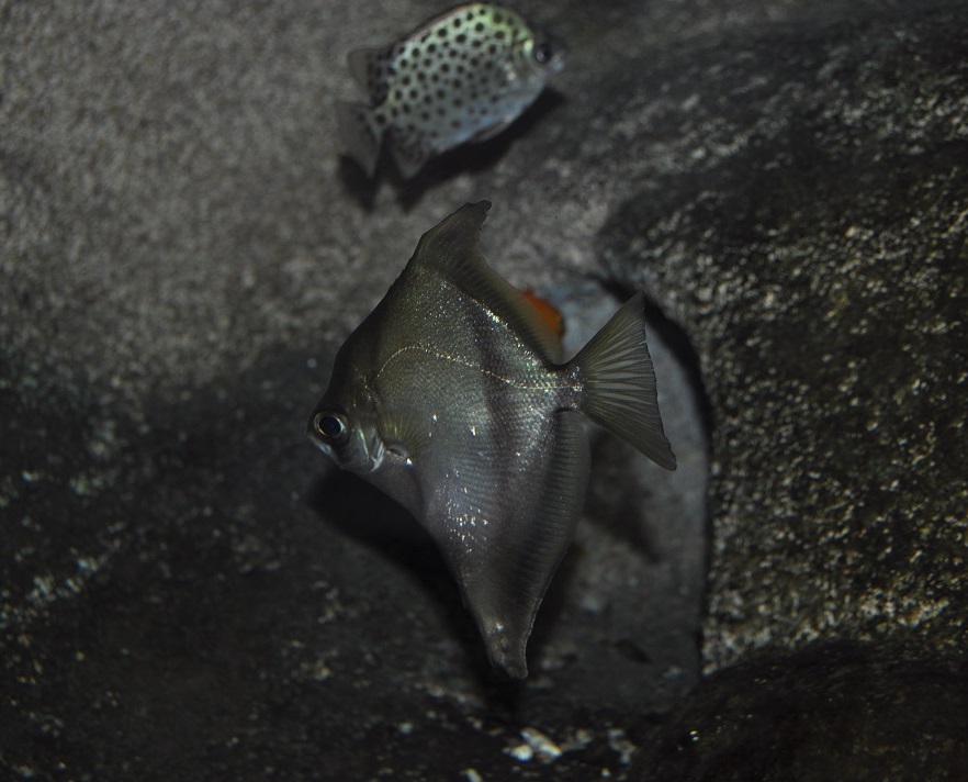 ZOOTOGRAFIANDO (6.096 ANIMALS): PEZ LUNA AFRICANO / AFRICAN MOONEY ...