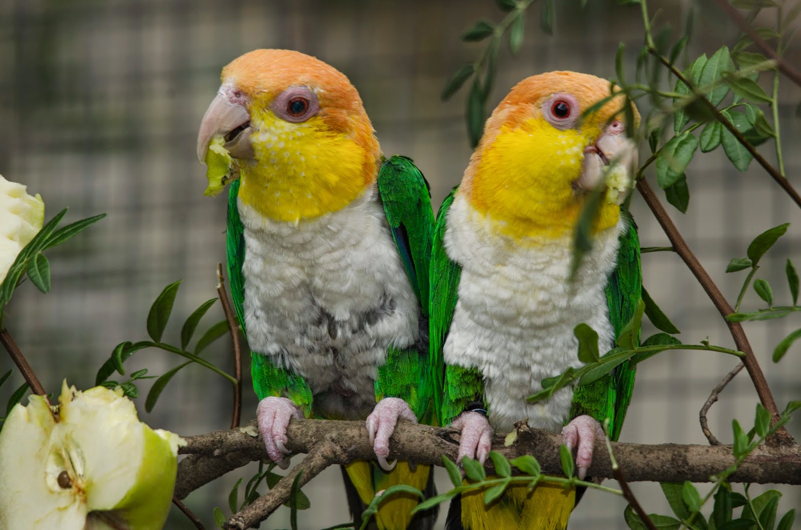loroskiku2: CAIQUES