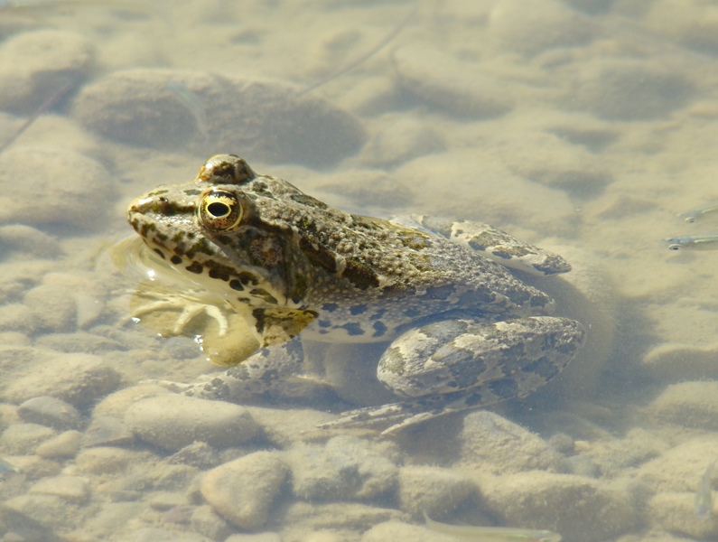 Lekker vogelen!: Op zoek naar de Bruine Visuil, ofwel: het verslag van ...