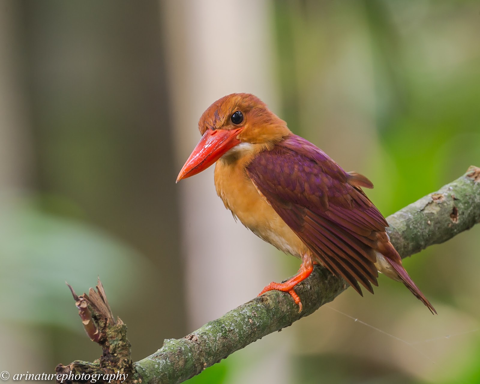 Naturalist Photography