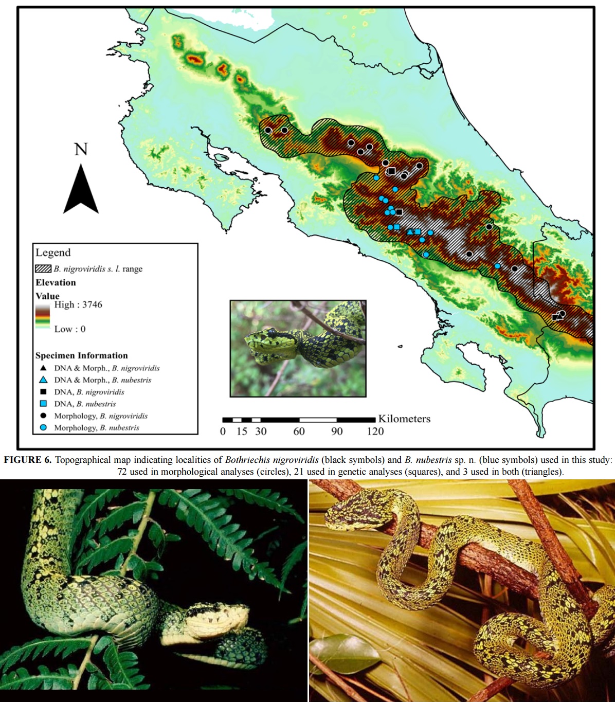 Species New to Science: [Herpetology • 2016] Bothriechis nubestris • A ...