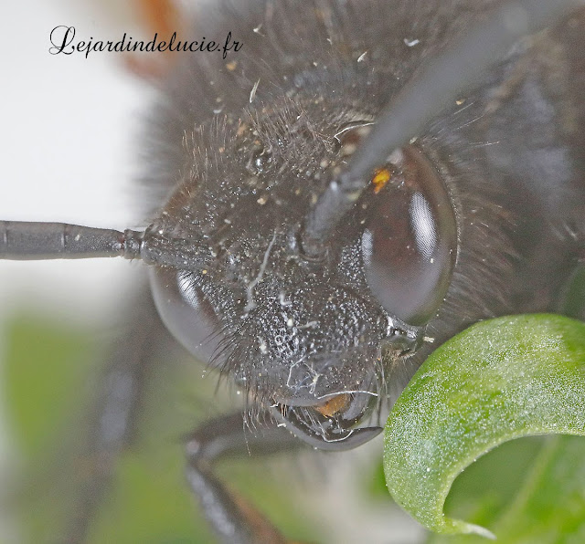 Megascolia maculata flavifrons, mâle, ou la Scolie des jardins.
