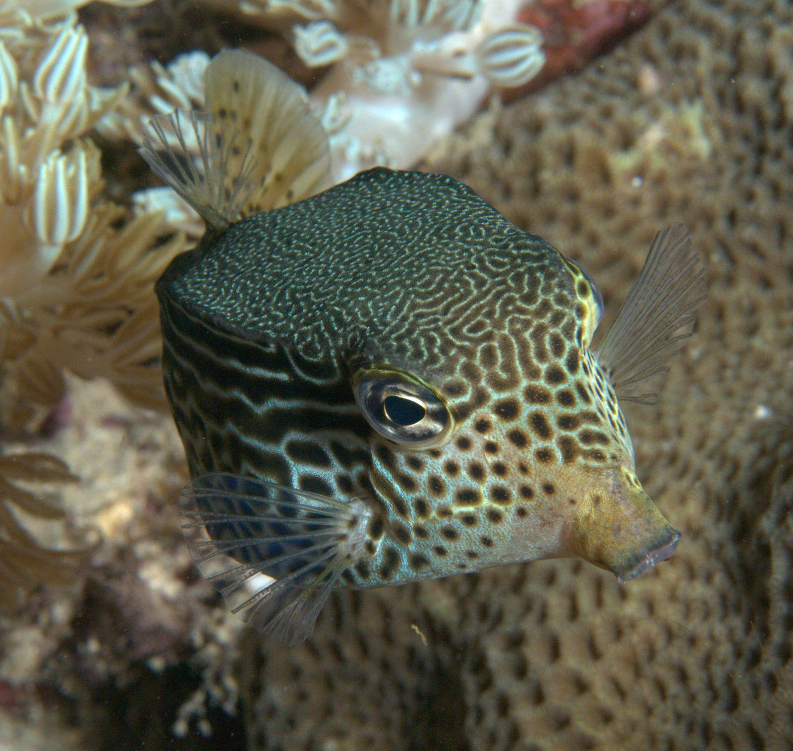 The Best of Underpressure Photography: Solor Boxfish- Anilao ...