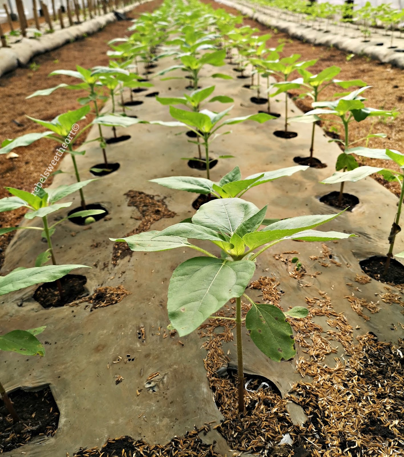 The Rebel Sweetheart.: A Trip to JASIF (Joni and Susan Agroshop and ...