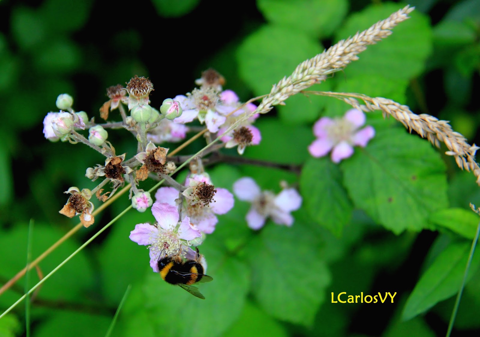 Plantas silvestres de Asturias: Zarza, zarzamora, mora – Rubus Ulmifolius