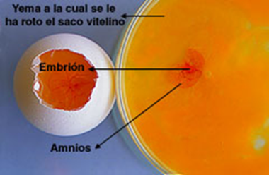 Proceso de Incubacion en Aves: PROCESO DE INCUBACIÓN EN AVES