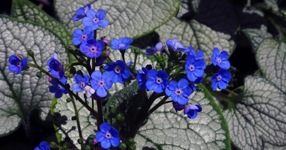 My Desktop Daily: DESKTOP 2295 - SIBERIAN BUGLOSS