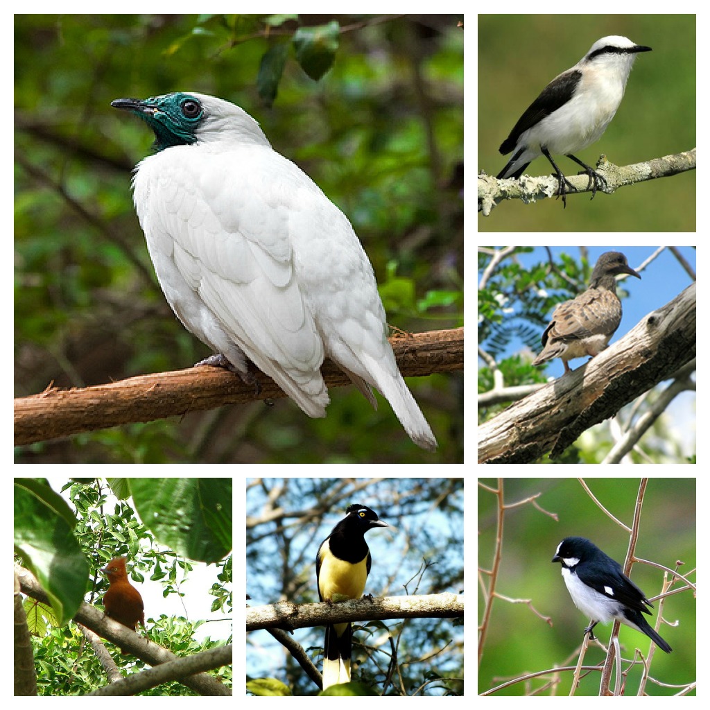 VENTO NORDESTE: A SURPREENDENTE E BELA FAUNA DA CAATINGA