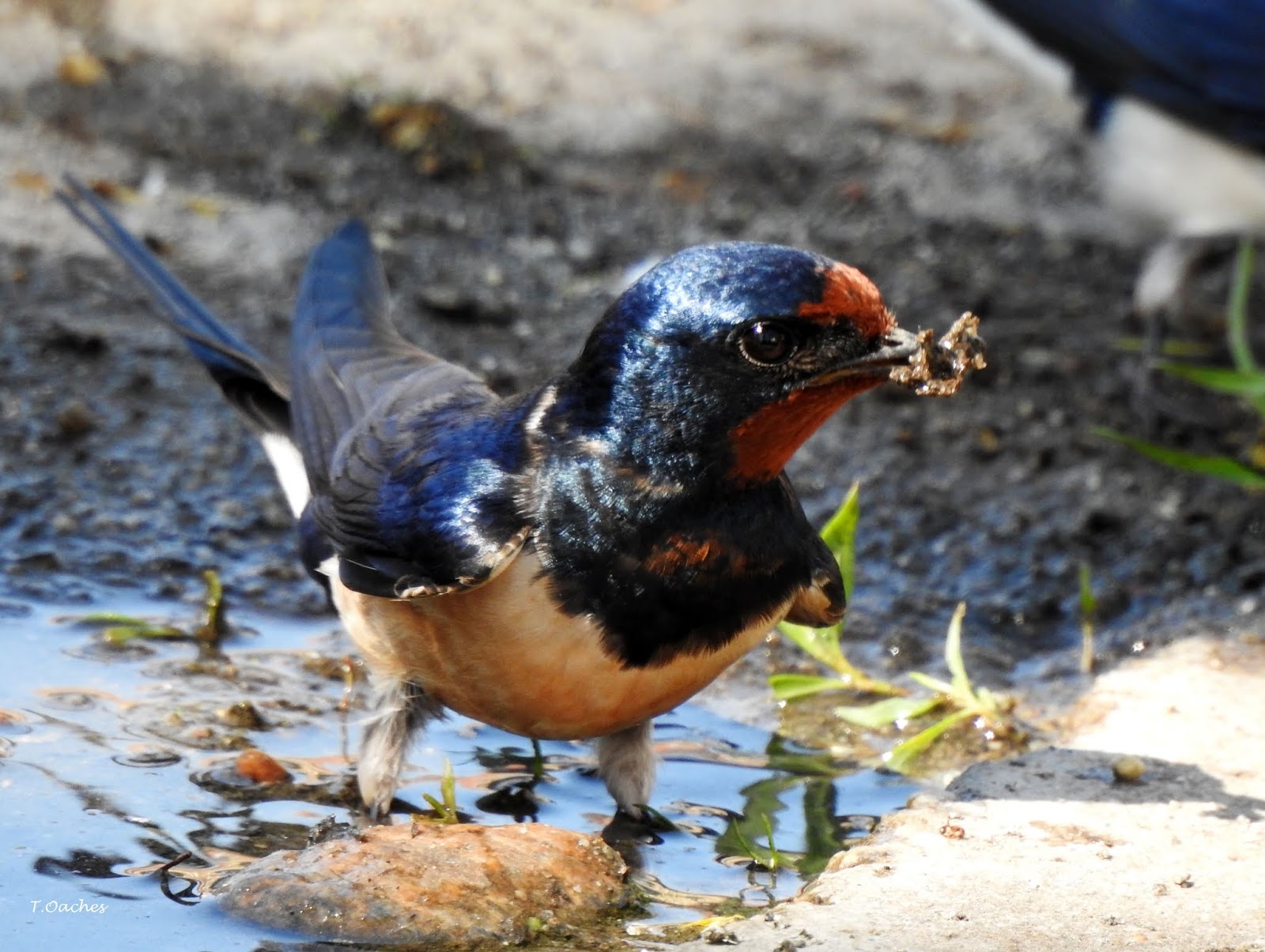 PASARI DIN ROMANIA: RANDUNICA, Hirundo rustica