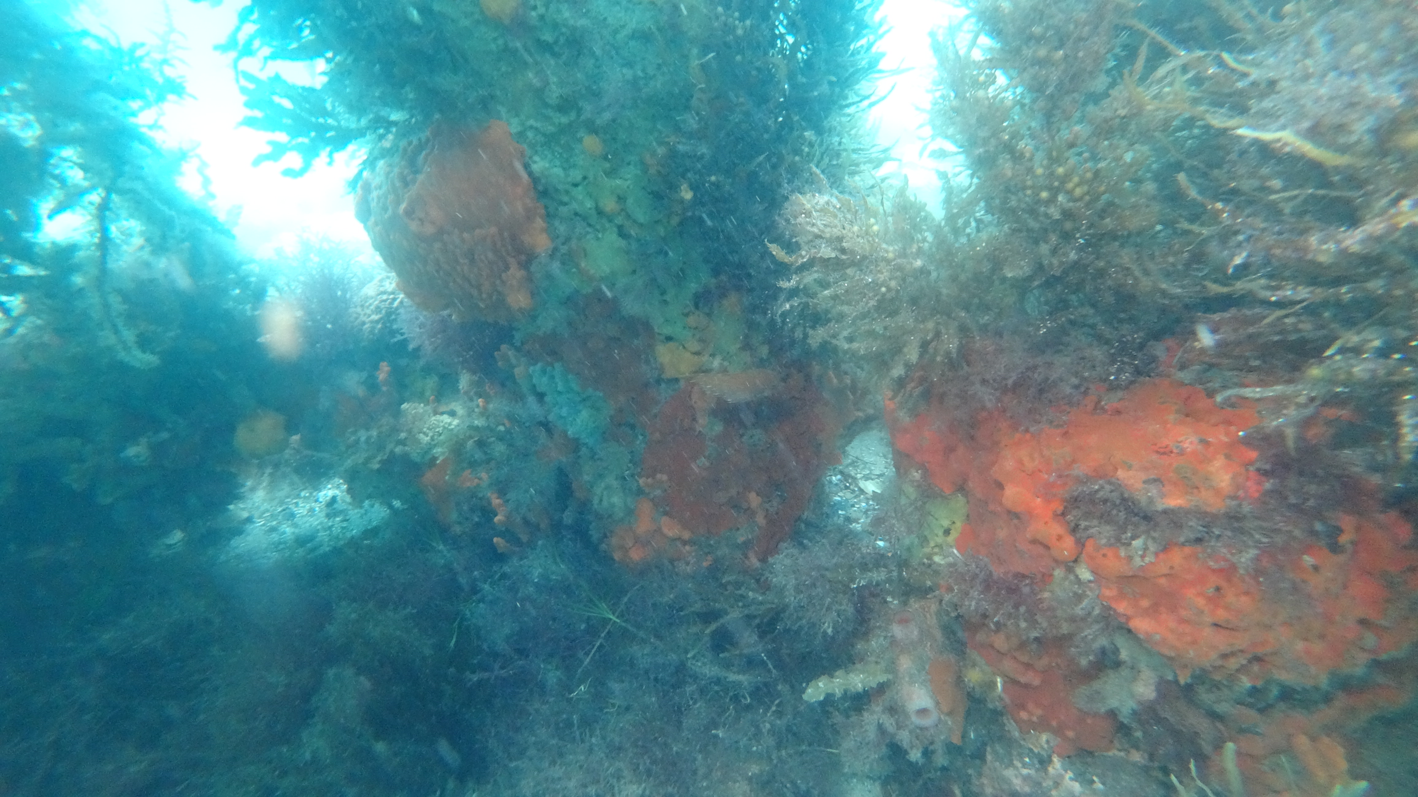 Diving: Rye pier