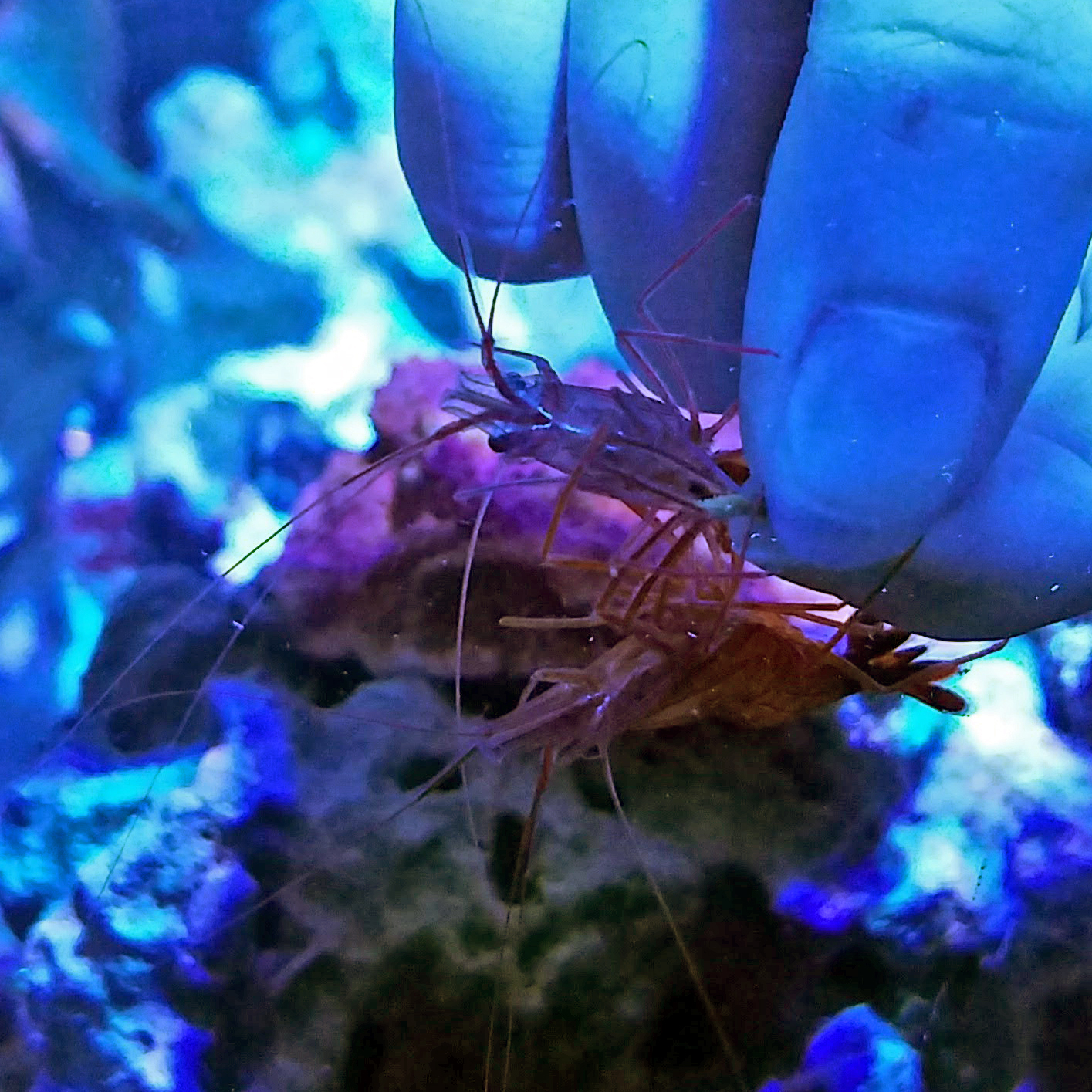 aquarium adventures: Felicia's Pico Reef Vase