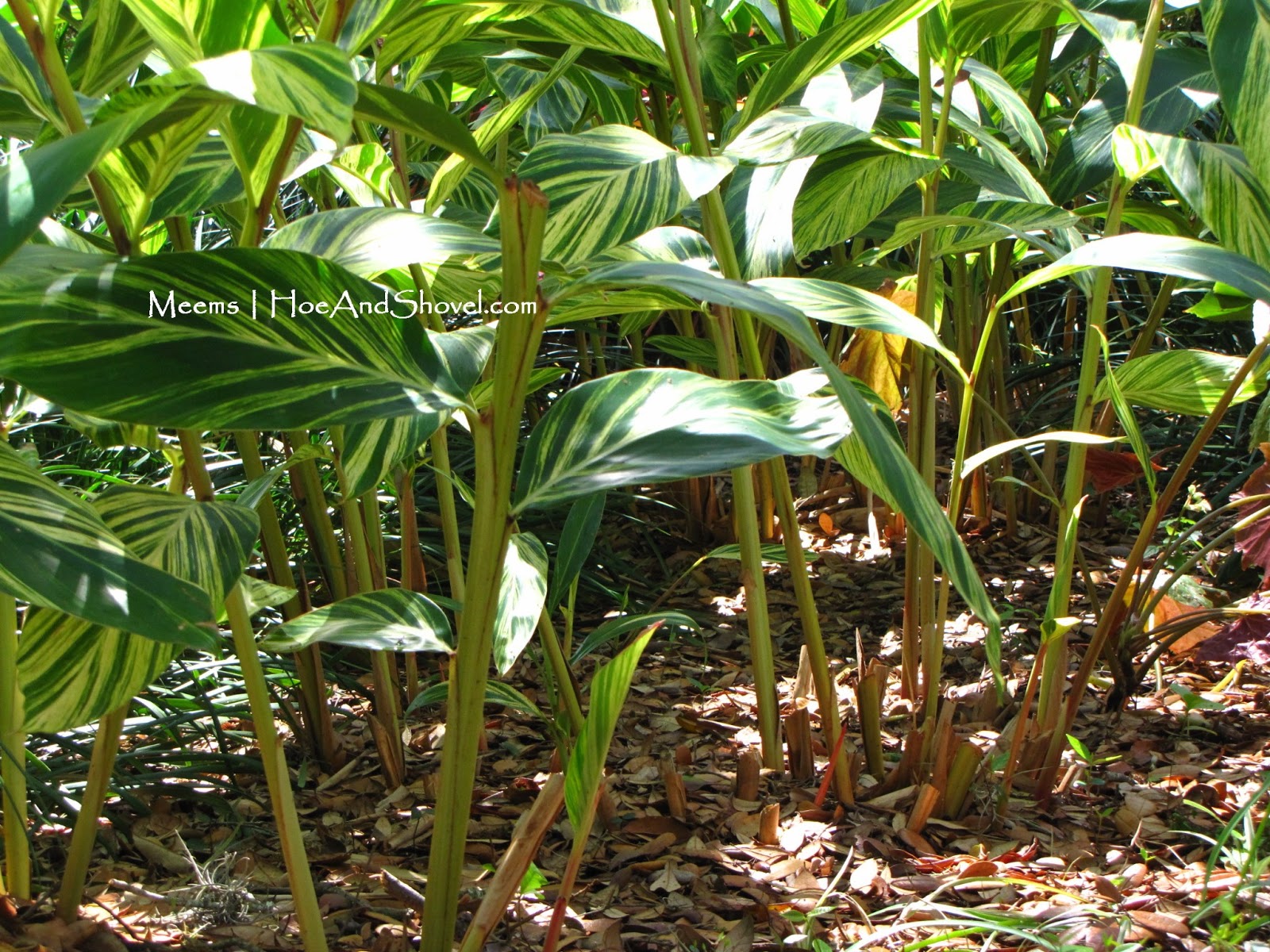 Hoe and Shovel: How-to Trim Shell Gingers
