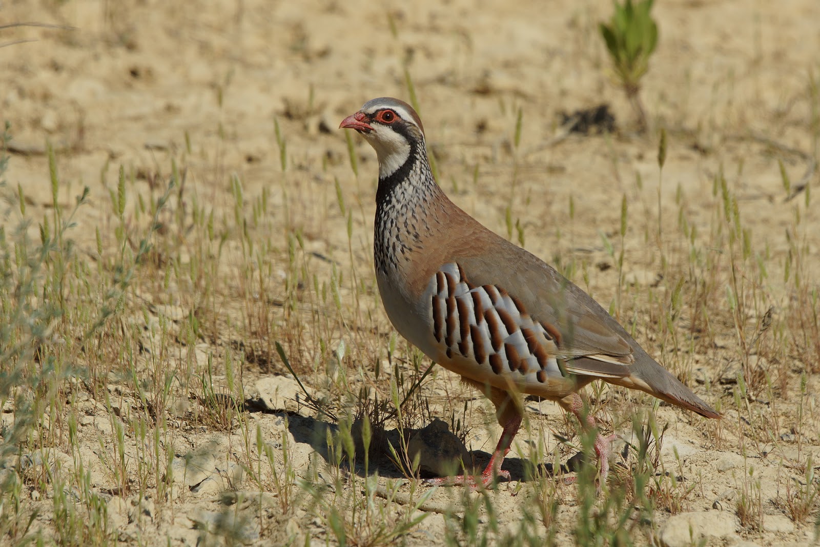 Pasión por las aves: Perdiz roja.(Alectoris rufa)