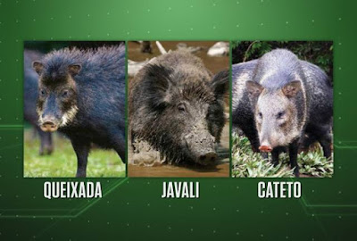 CRIAÇÃO DE ANIMAIS: Criação de Cateto e Queixada