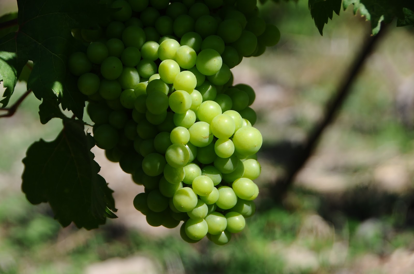 Destino designado : Las uvas de Neiba, ideales para hacer varios productos