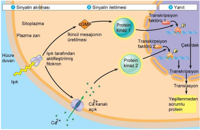 BİLKEM: BİTKİLERDE HORMONLAR VE ETKİLERİ