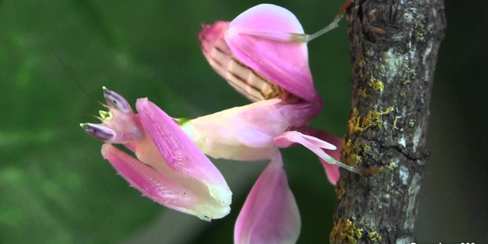 Los animales más raros del mundo: INSECTOS RAROS