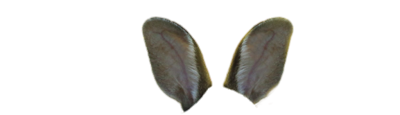 Real rabbit ears png || Bunny ears png