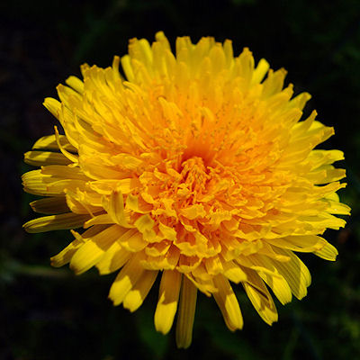 The Herb Gardener: How to Grow Dandelion (Taraxacum officinale)