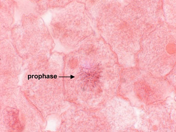 Mitosis | Careers-Biotech