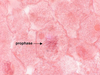 Mitosis | Careers-Biotech