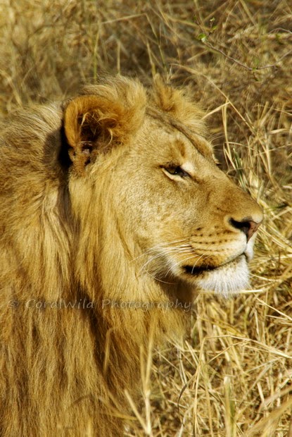 Coral Wild - A Safari Guides Diary: Celebrating the Lion on World Lion Day