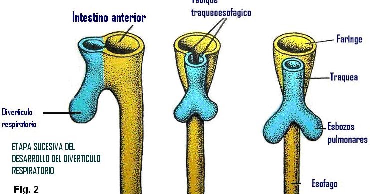 DESARROLLO DEL ESOFAGO