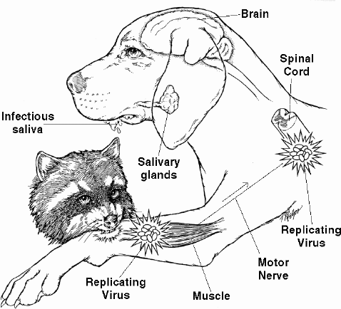 Study of the nervous and endocrine systems of animals - veterinary online