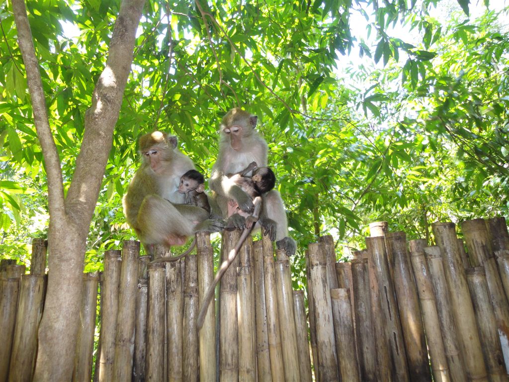 Asia To Europe 2011: Monkey Parade (Railay, Thailand - 04/03)