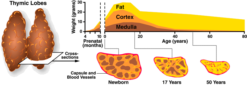 Immunology | Immune system| Immunity: Thymus-Primary Lymphoid organ ...