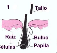 Belleza natural: Como cuidar tu cabello desde dentro