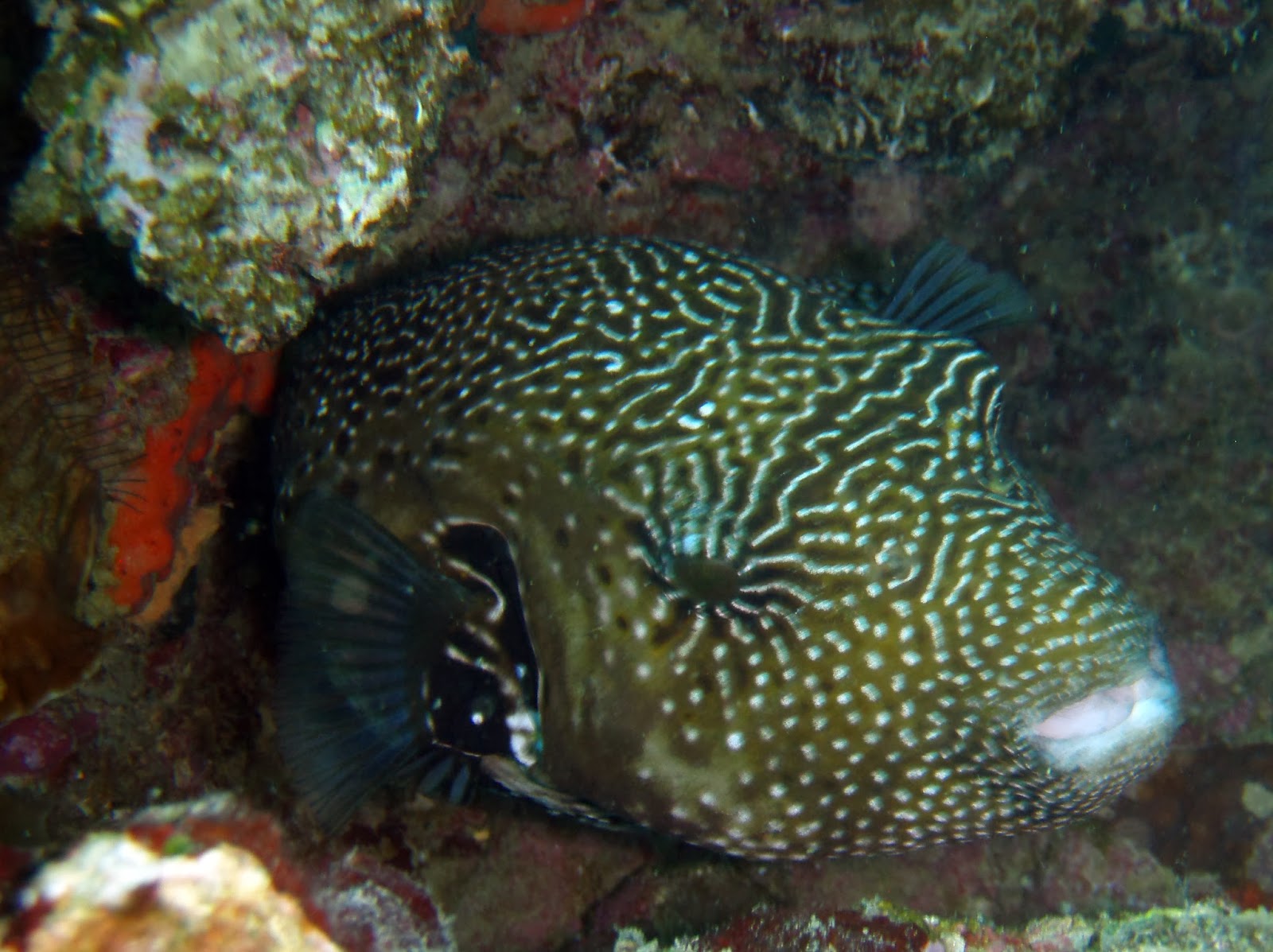 ELEUTHEROMANIA: BUCKO OD KORALNOG GREBENA