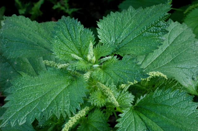 Maltese Nature: The medicinal nettle