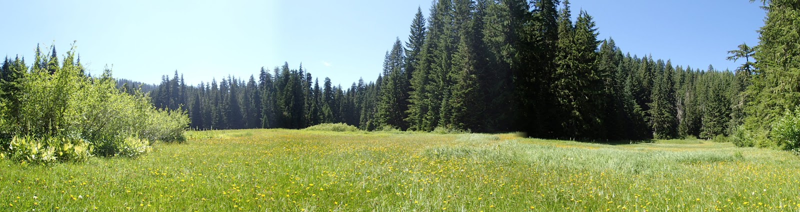 Casing Oregon: Wildflower Hikes: Gordon Meadows