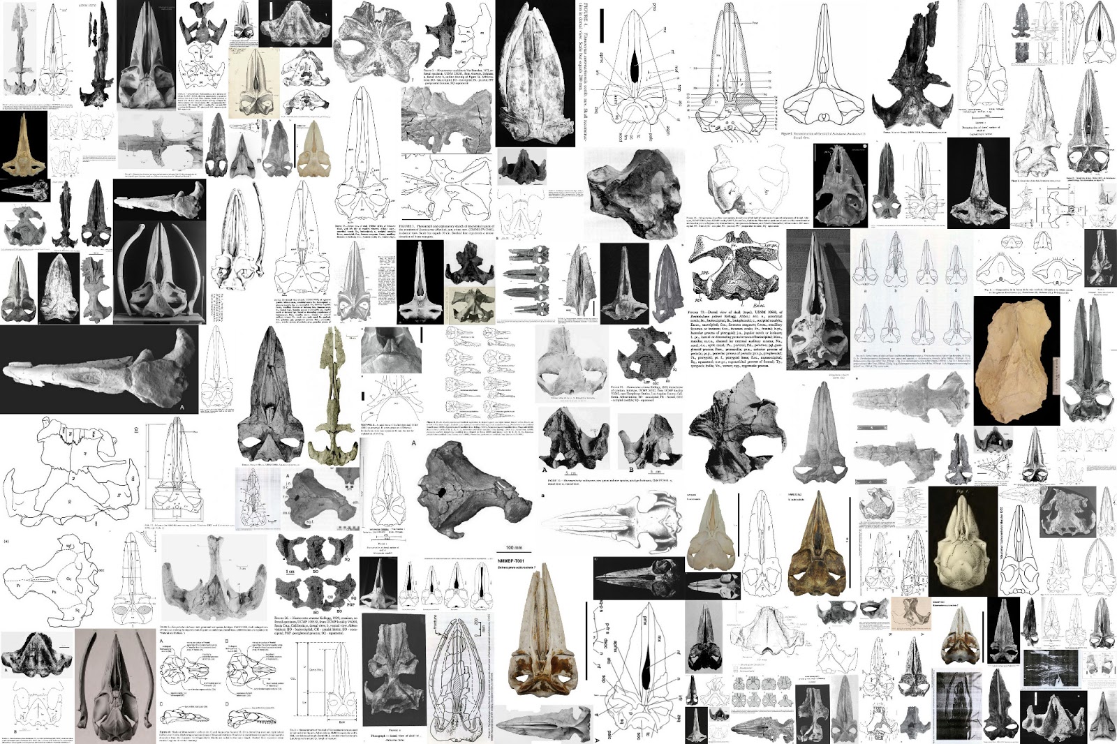 The Coastal Paleontologist: Epic fossil whale collage