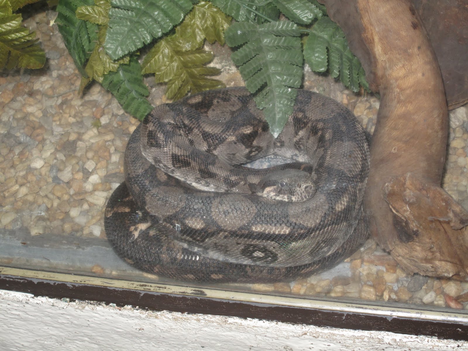 ZOOLOGICO 2011!: VIBORA CASTELLANA (VIPERINAE)