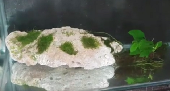 How To Attach Java Moss To A Rock