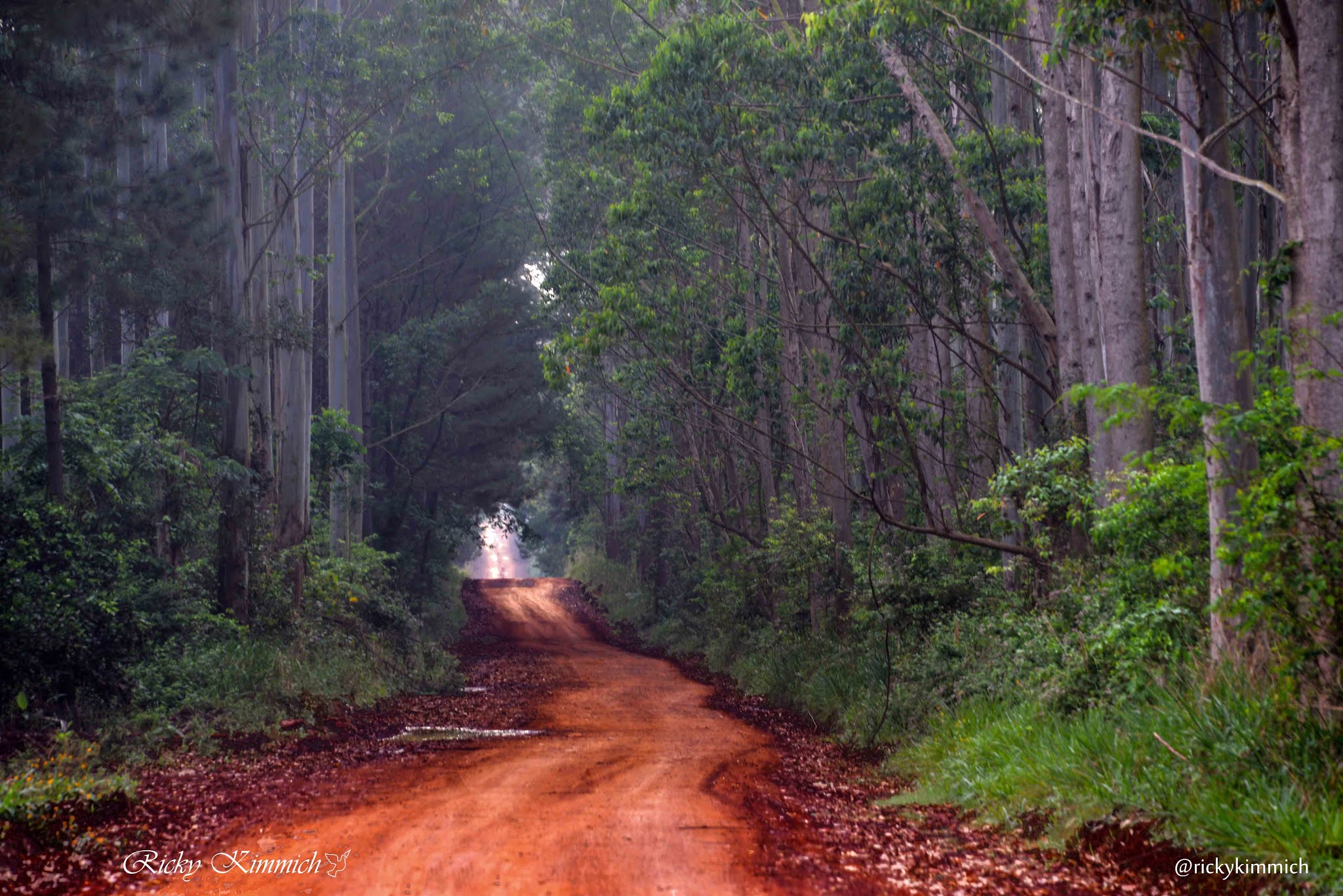 RiCKy: Tierra Colorada