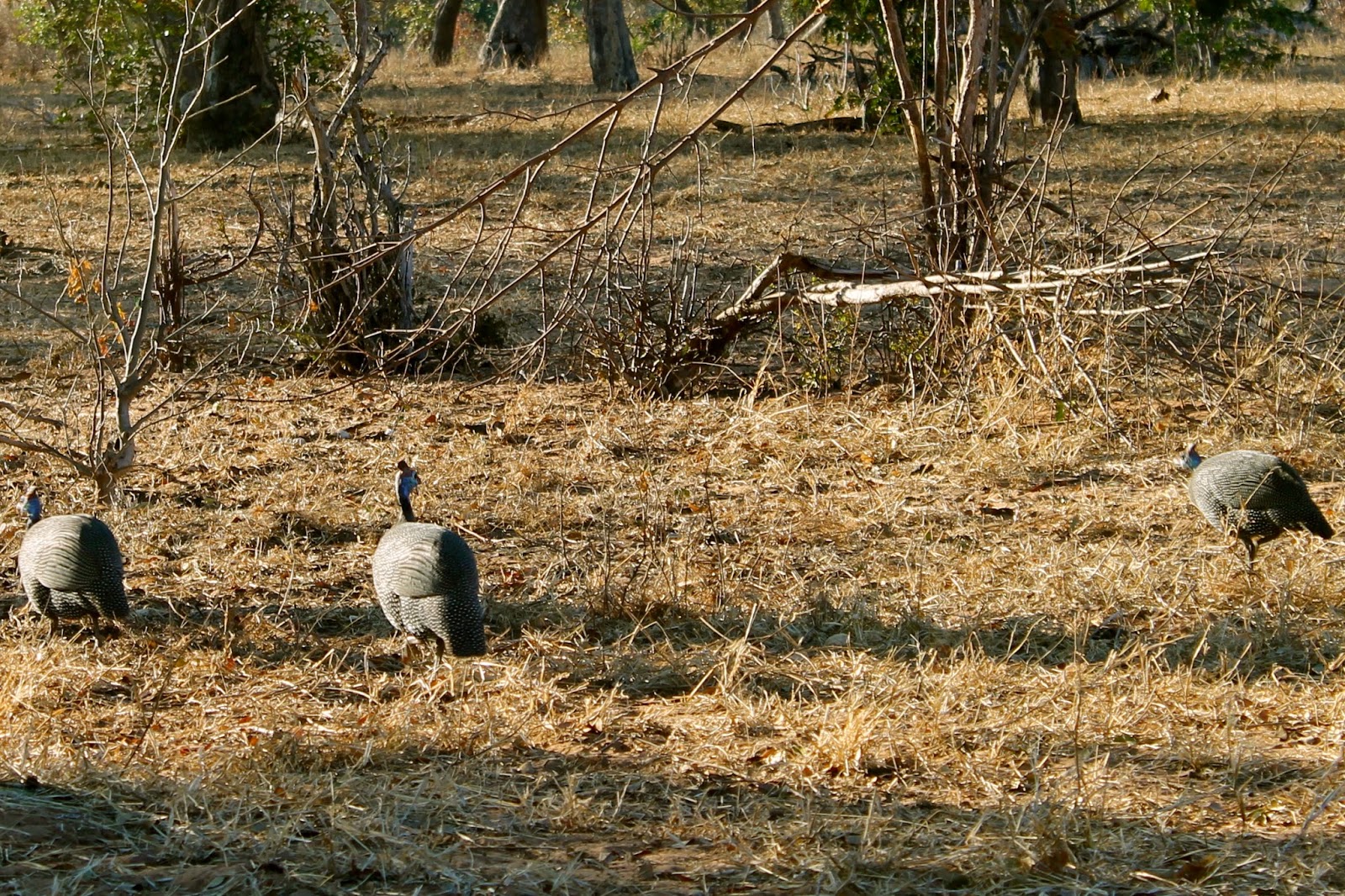 Wanderlust: Éliane, Chloé, Carlos: Chobe - photos 2