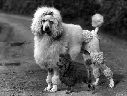 Pedigree Dogs Exposed - The Blog: Poodles are not posh